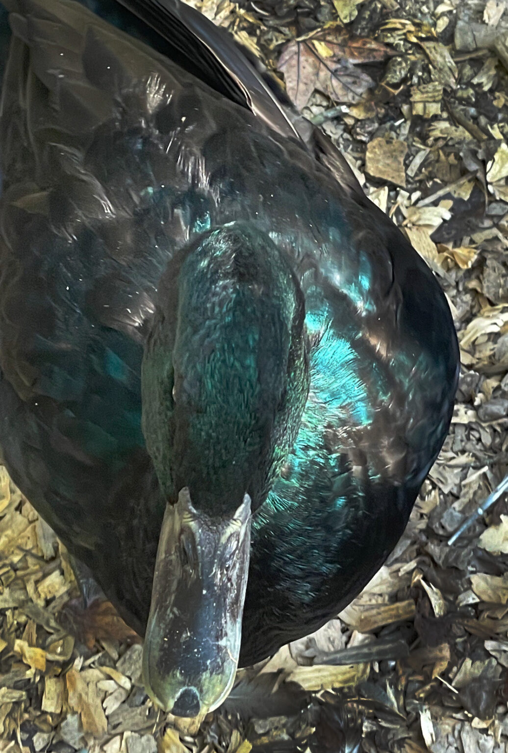 blue green Mr. Drake - Lori Borgman